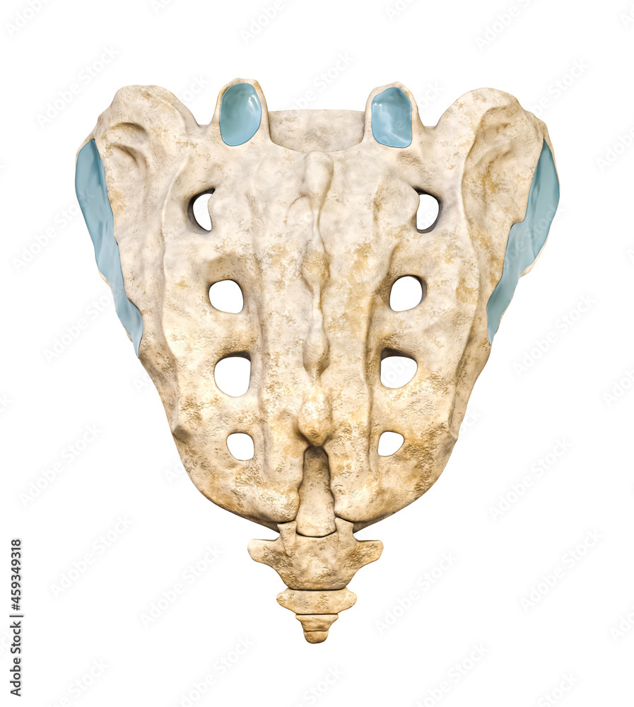 Detailed posterior face or back view of human sacrum and coccyx 3D ...