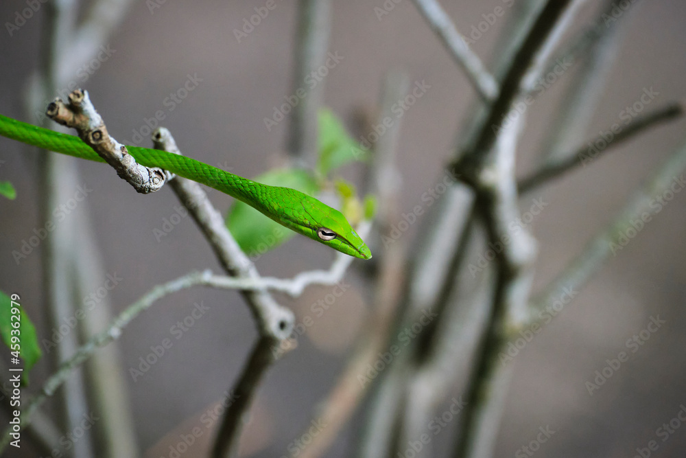 Oriental whip snake or asian vine snake photographed at the botanic ...