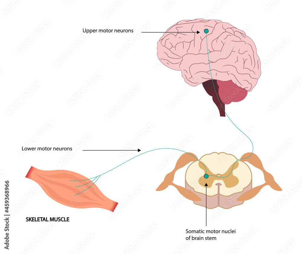 Somatic Nervous System. Ilustration of cerebral, spinal cord and ...