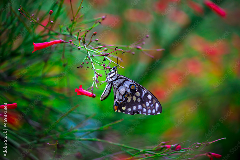 Papilio demoleus is a common lime butterfly and widespread swallowtail ...