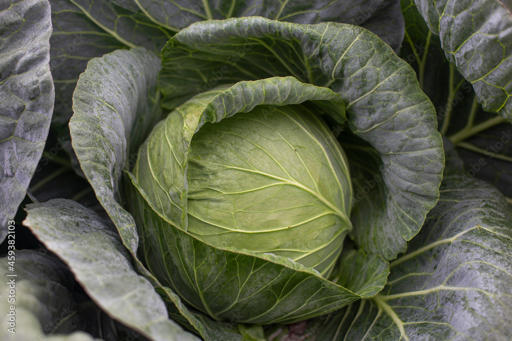 Korean Cabbage at High Altitude Cool Region. Stock Photo | Adobe Stock