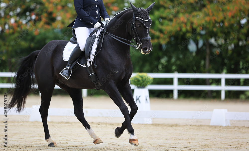 Dressage horse with rider in the dressage arena at a strong canter ...