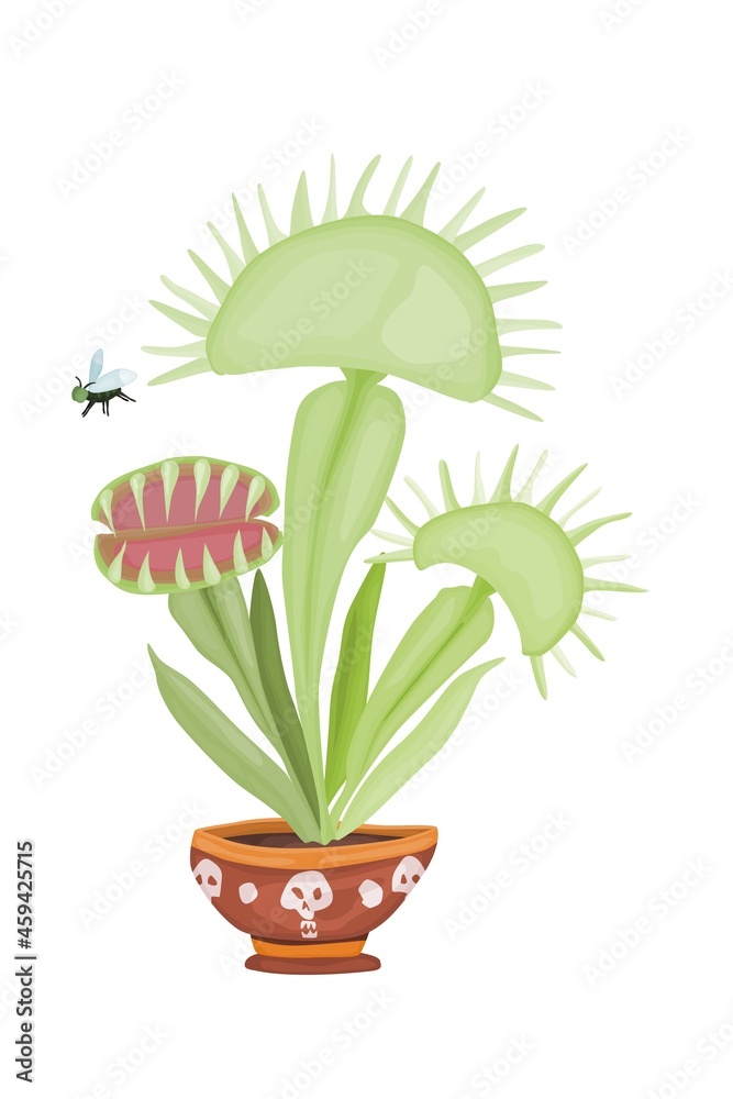 Venus flytrap dangerous predatory plant botany new Stock Vector | Adobe Stock
