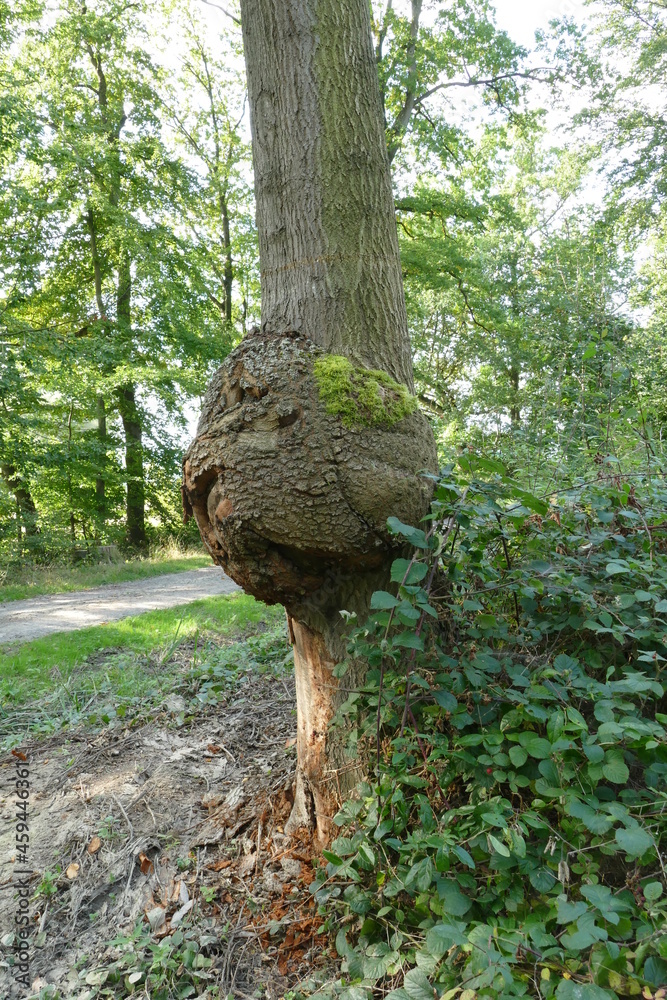 Large canker, bulge on tree trunk of a fraxinus ash tree (Fraxinus ...