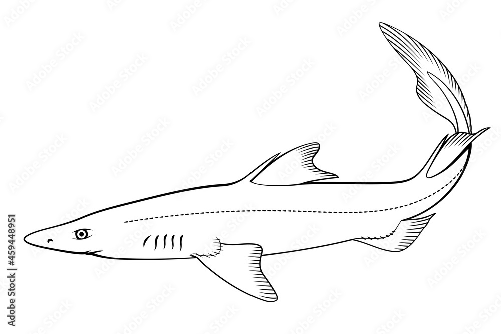 Spiny Dogfish (Spurdog). Vector clipart. All elements are colorable ...