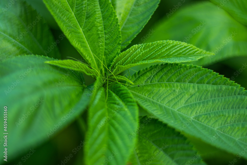 Jute mallow leaf is a traditional leaf vegetable Saluyot leaves Stock ...