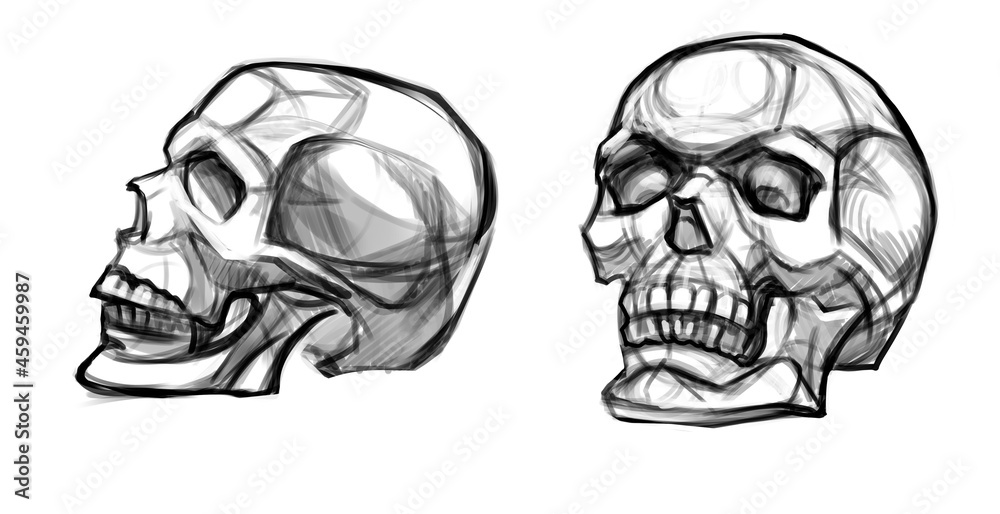 Sketch academic drawing skull digital art. human skillet isoletad on ...
