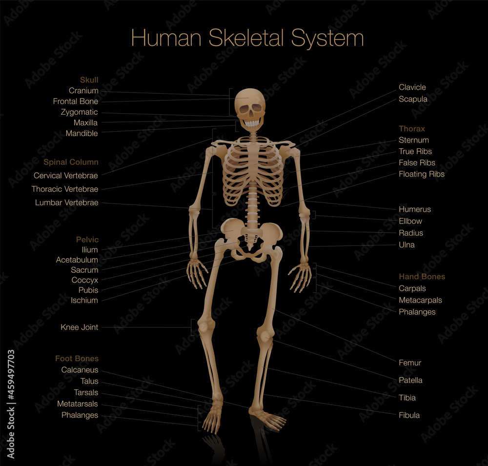 Skeleton Anatomy Human Skeletal System Chart Labeled With Most Skeleton Anatomy Human Skeletal System Chart Labeled With Most