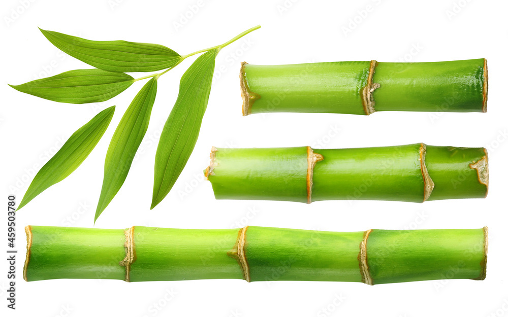 Branches of bamboo set isolated on white background Stock Photo | Adobe ...