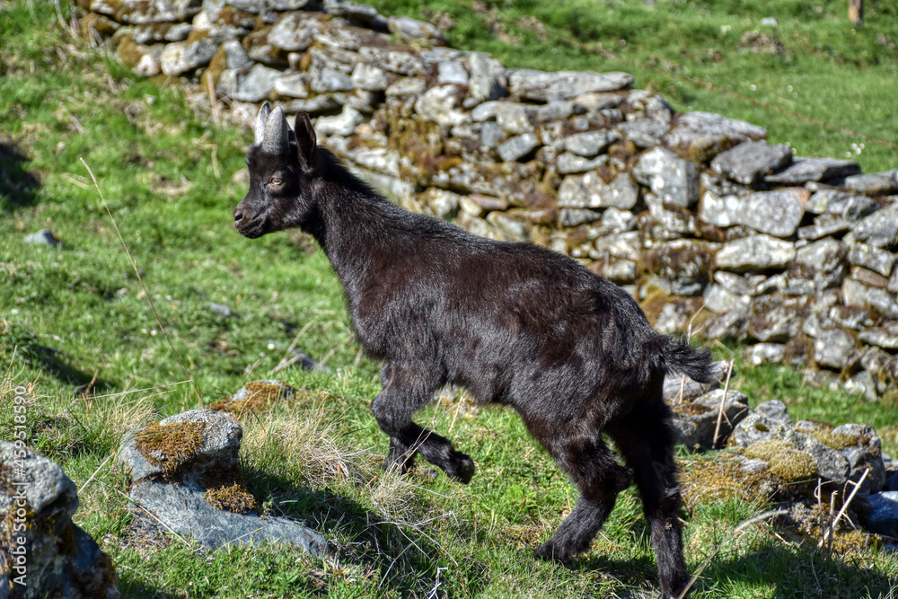 Pinzgauer Ziege, Ziege, Gebirgsziege, Horn, Hörner, Ziegenbock ...