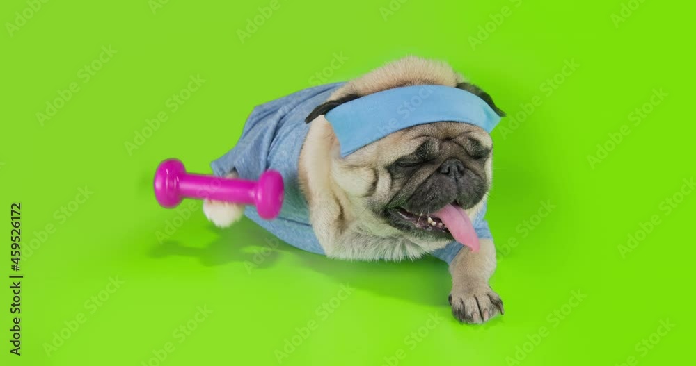 Funny cute pug dog do fitness, workout hard. Dumbbell in the paw, doing ...