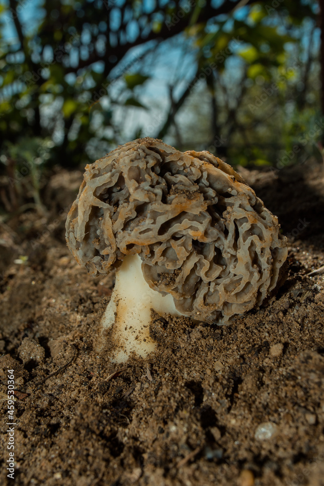 Young Common Morel fungus or Real Morel (Latin: Morchella esculenta ...