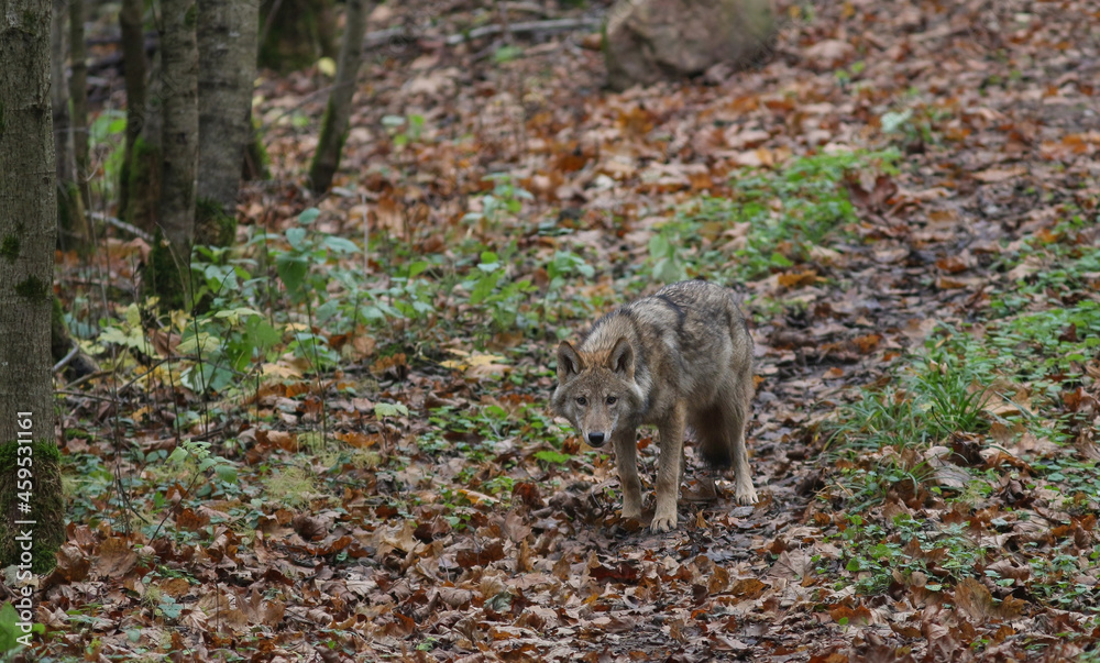 The wolf (Canis lupus), also known as the gray wolf or grey wolf. Large ...