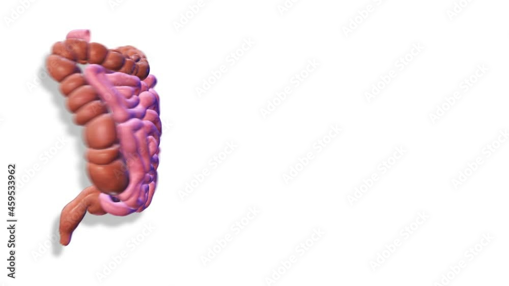 Intestines, internal organs 3D render, anatomy of the human body, white ...