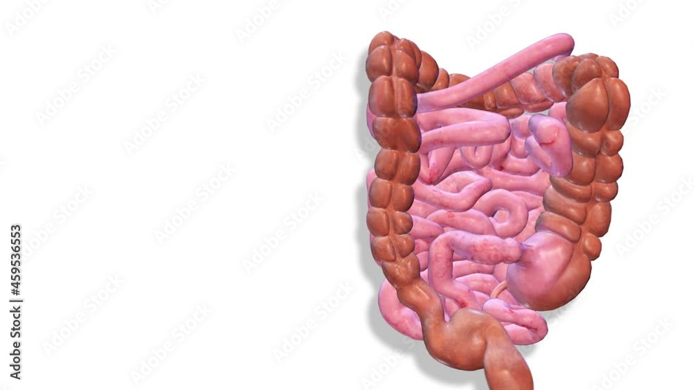 Intestines, internal organs 3D render, anatomy of the human body, white ...