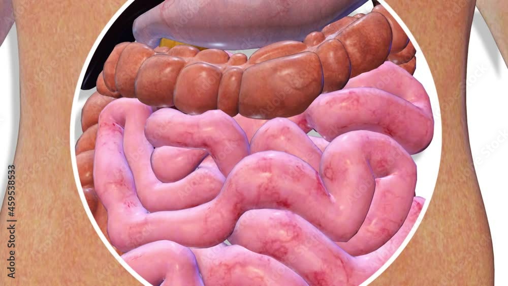 Intestines, internal organs 3D render, anatomy of the human body, white ...
