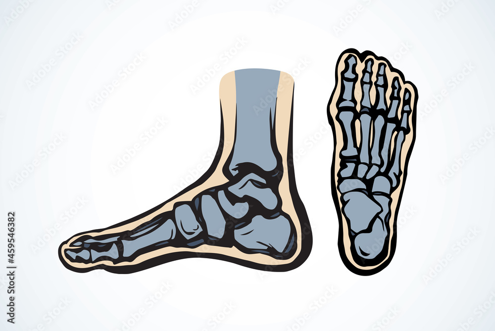 Bones of the foot. Vector drawing Stock Vector | Adobe Stock
