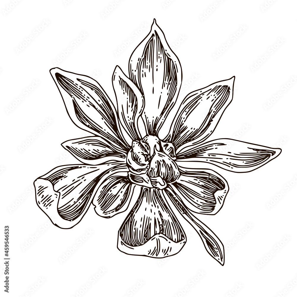 Blooming flower of magnolia. Sketch. Engraving style. Vector ...