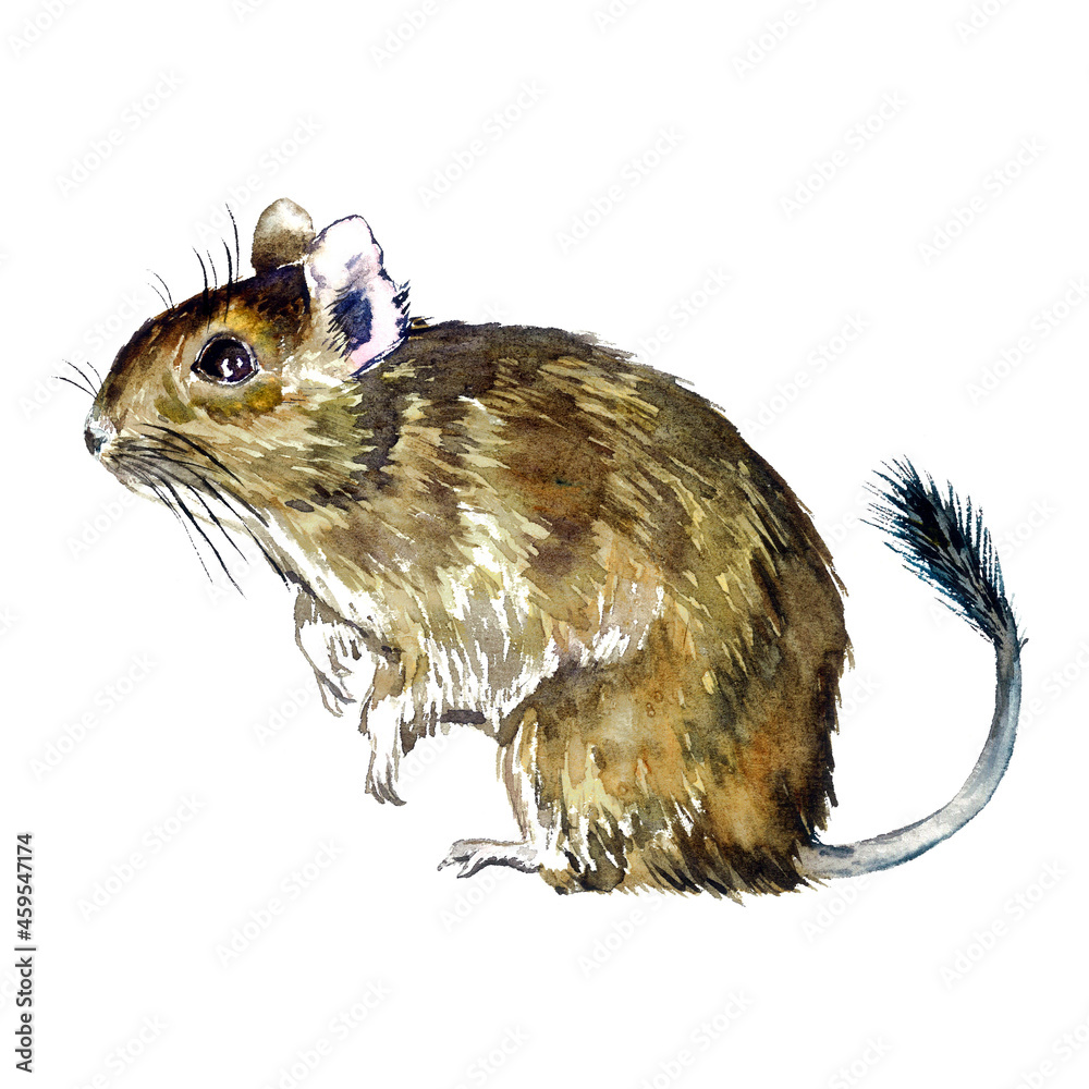 Common degu (Octodon degus) side view, hand painted watercolor ...