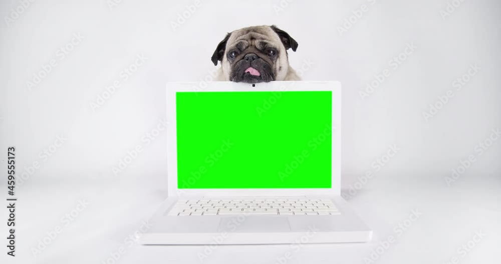 Funny cute pug dog show notebook screen. White background. Laptop green ...