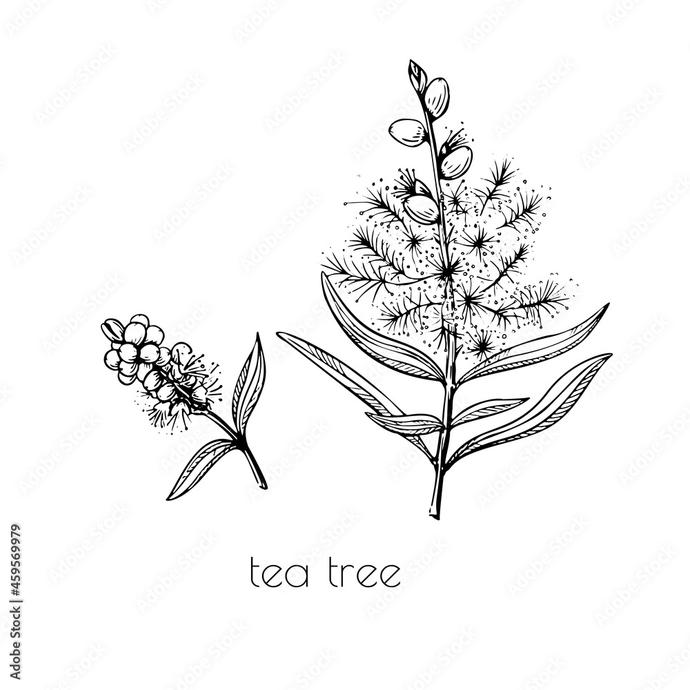 Tea tree sketch in vintage style. Nature background vector isolated ...