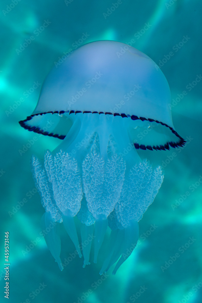 Méduse, mer, eau, animal, marin, océan, sous-marin Stock Photo | Adobe ...