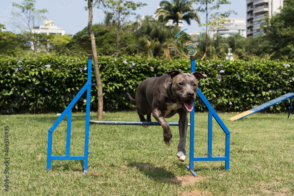 Pit bull dog jumping the obstacles while practicing agility and playing ...
