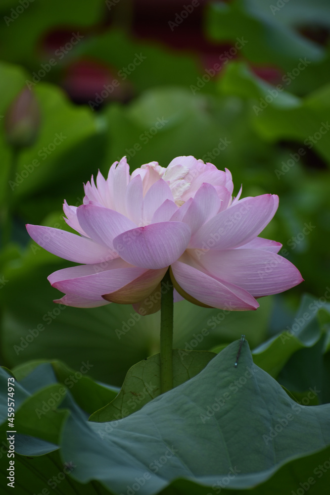 lotus in water Stock Photo | Adobe Stock