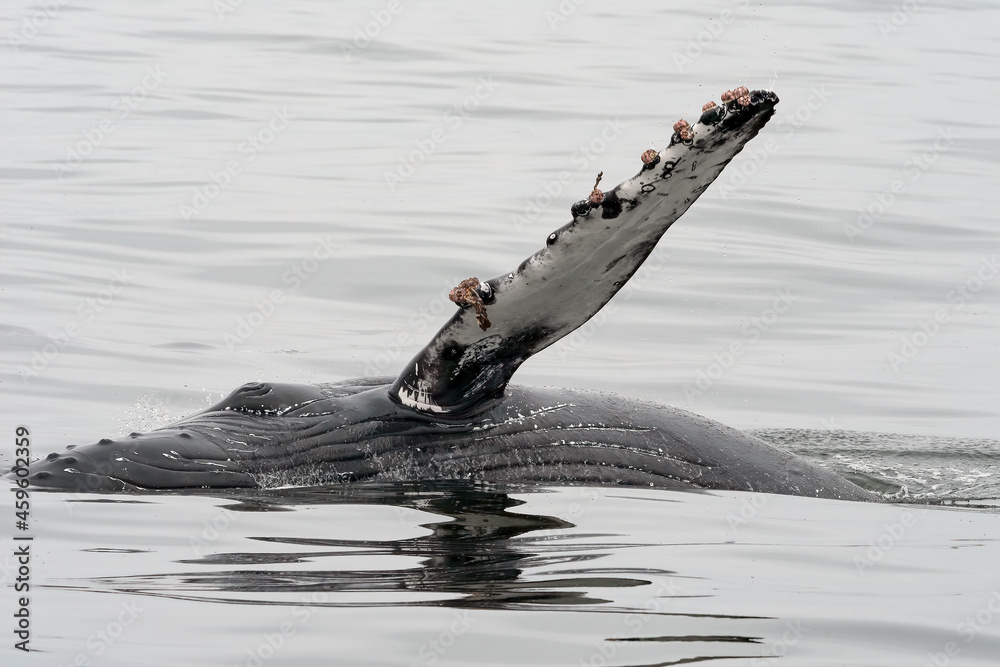 Humpback whale on its side doing pectoral fin slaps on water Stock ...