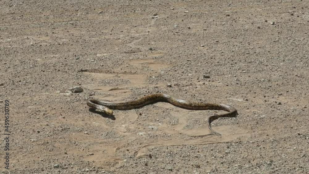 Yellow and Black Cape Cobra snake lifting its head and moving slowly ...