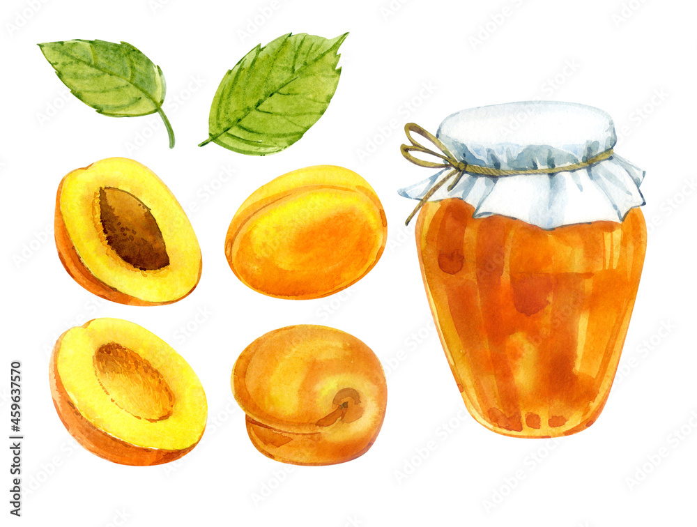 Watercolor clip art. Apricot jam in a glass jar, whole apricot and ...
