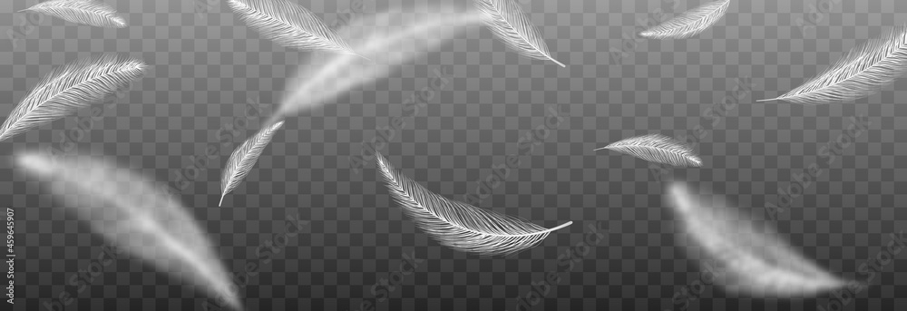 Vector feathers on an isolated transparent background. Falling feathers ...