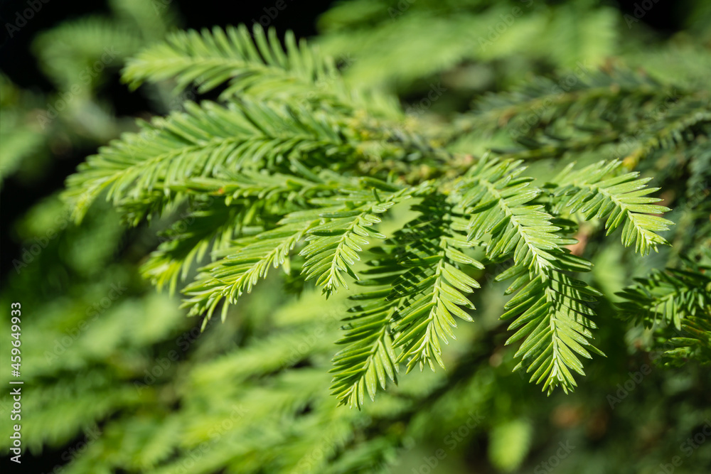 Redwood Trees Leaves