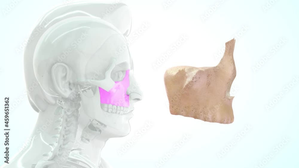 The maxilla is the bone that forms your upper jaw. The right and left ...