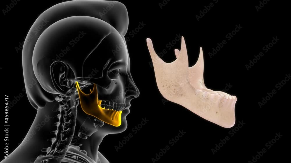 Mendible In anatomy, the mandible, lower jaw or jawbone is the largest ...