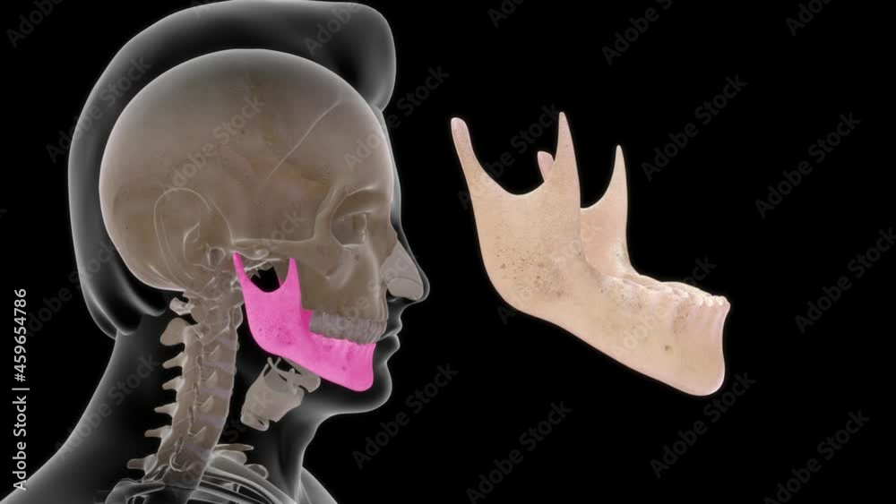 Mendible In anatomy, the mandible, lower jaw or jawbone is the largest ...