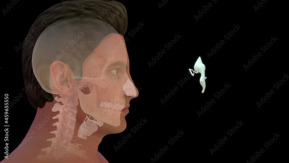 The malleus, incus, and stapes form the ossicular chain that connects ...