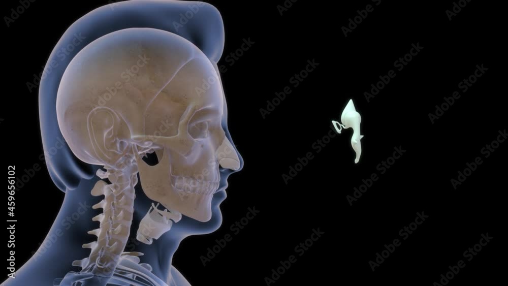 The malleus, incus, and stapes form the ossicular chain that connects ...