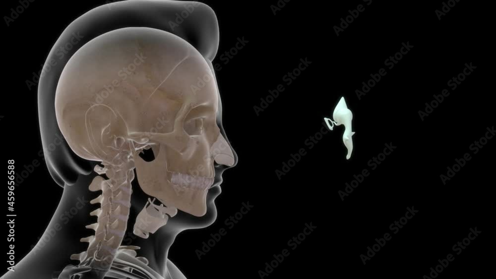 The malleus, incus, and stapes form the ossicular chain that connects ...