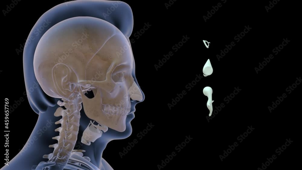 Vidéo Stock The malleus, incus, and stapes form the ossicular chain ...