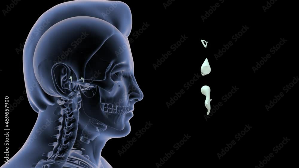 The malleus, incus, and stapes form the ossicular chain that connects ...