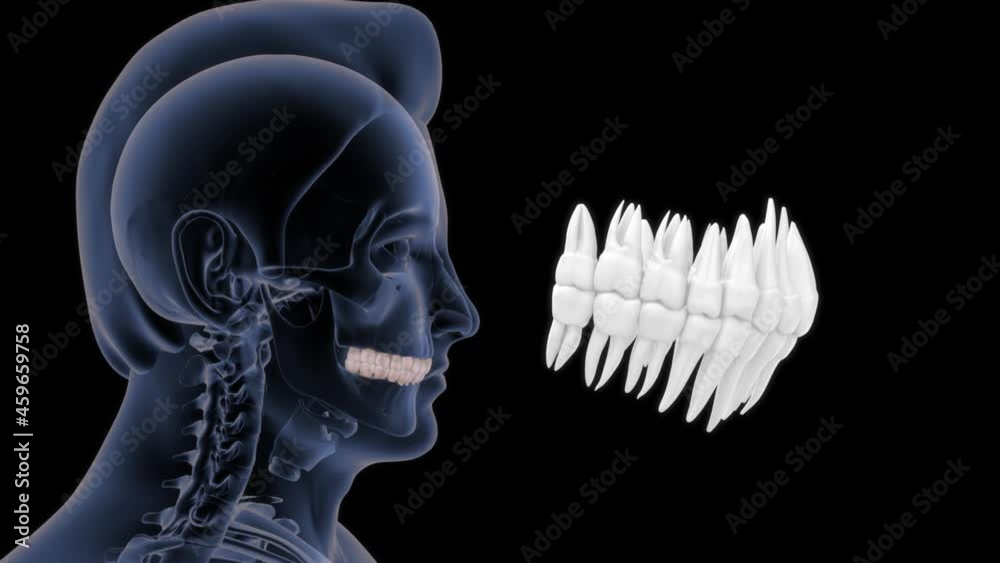 Human Teeth The teeth are the hardest substances in the human body ...