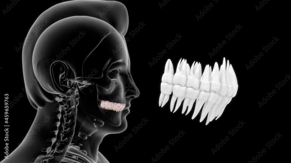 Human Teeth The teeth are the hardest substances in the human body ...