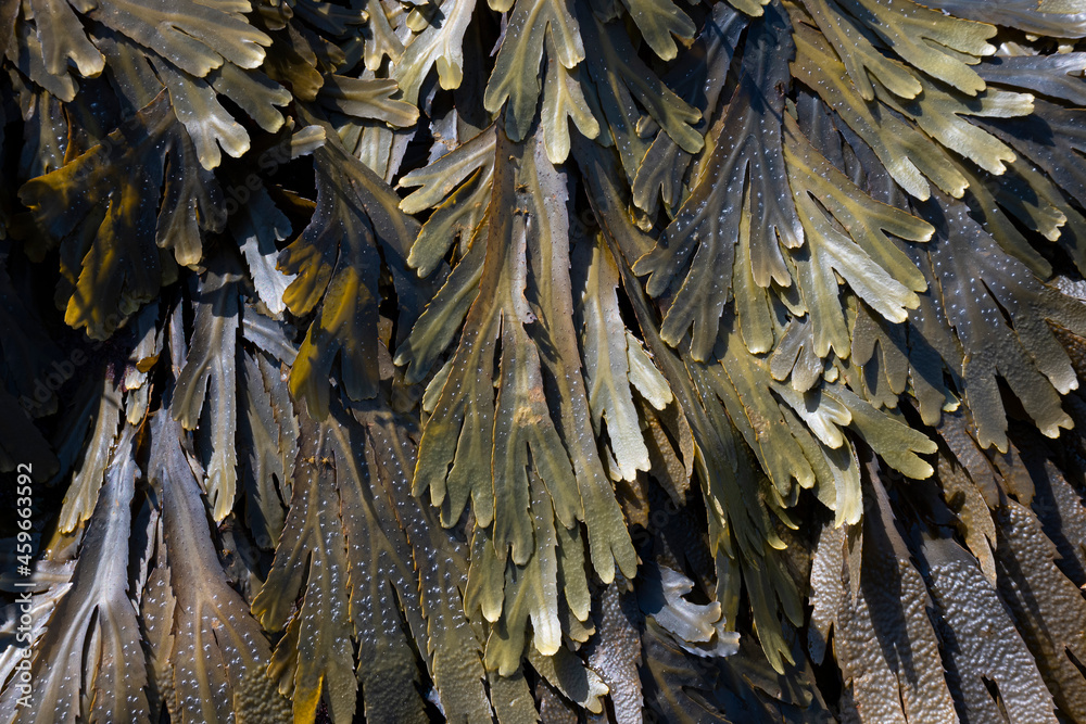 Textures of Seaweed Stock Photo | Adobe Stock