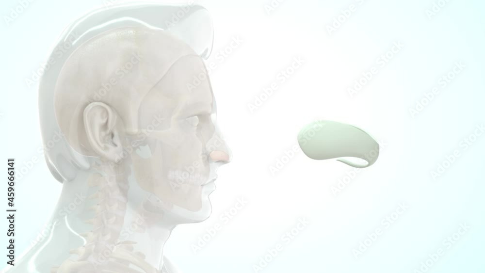 The major alar cartilage (greater alar cartilage) (lower lateral ...