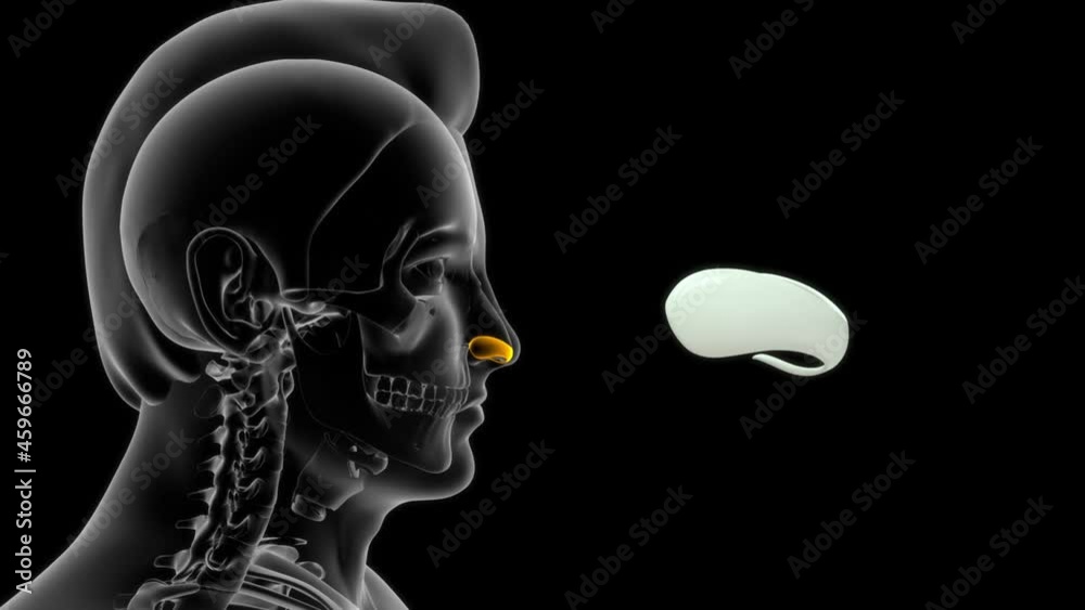 The major alar cartilage (greater alar cartilage) (lower lateral ...