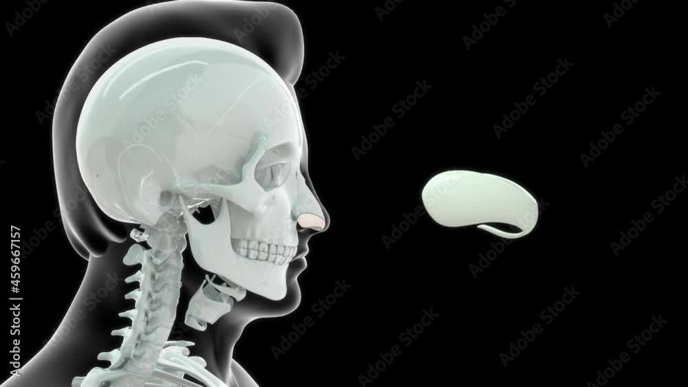 The major alar cartilage (greater alar cartilage) (lower lateral ...