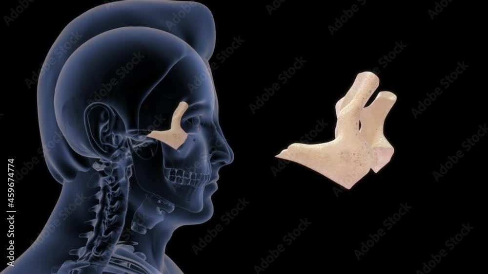 Vidéo Stock The zygomatic bone is a paired, irregular bone that defines ...