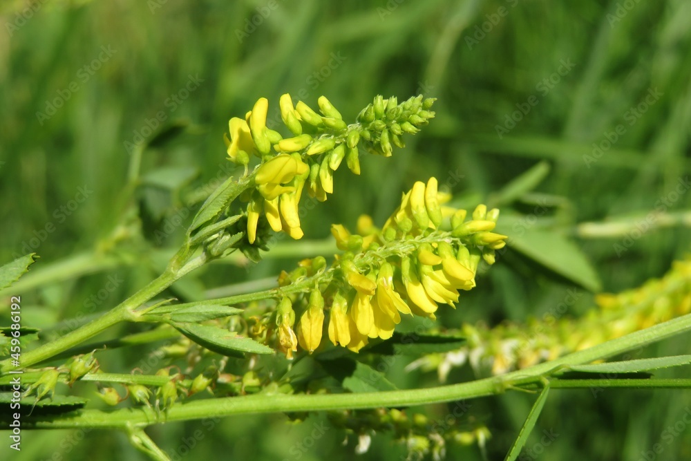 Yellow melilotus officinalis plant in the field on natural green grass ...