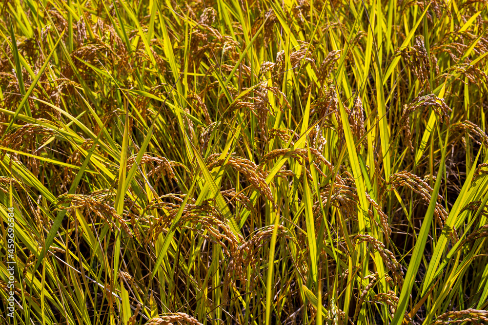 Rice ears in rice fields that will be harvested in Japan. Stock Photo ...